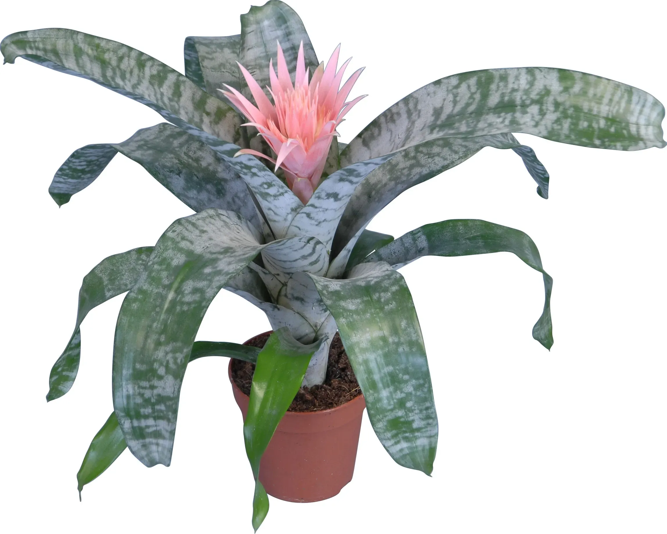 Aechmea fasciata Primera in vaso Ø ca. 14 cm | OBI
