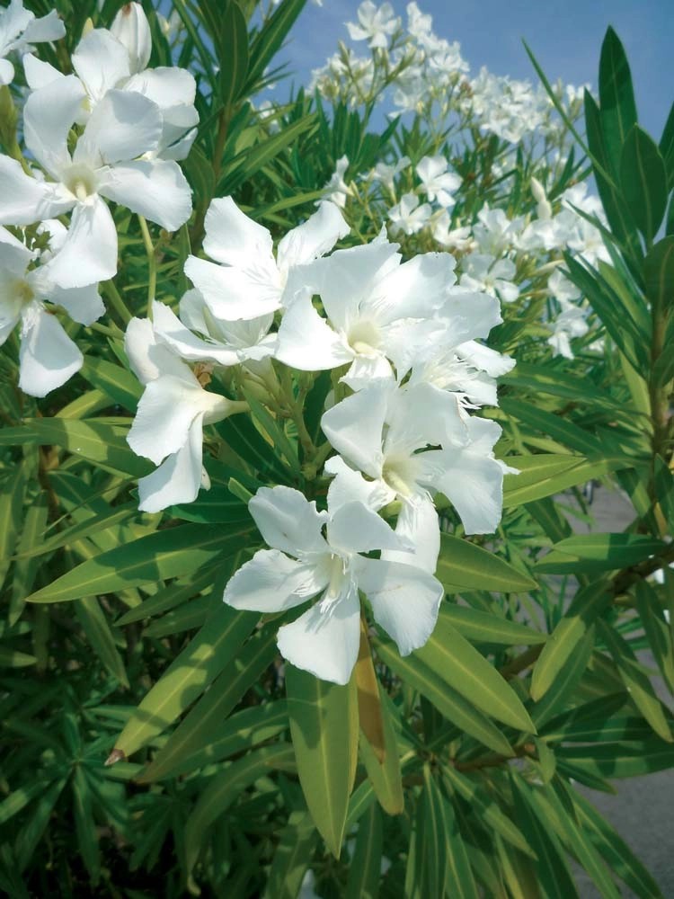 Oleandro Nerium Oleander Ø vaso 30 cm H 400 acquista da OBI