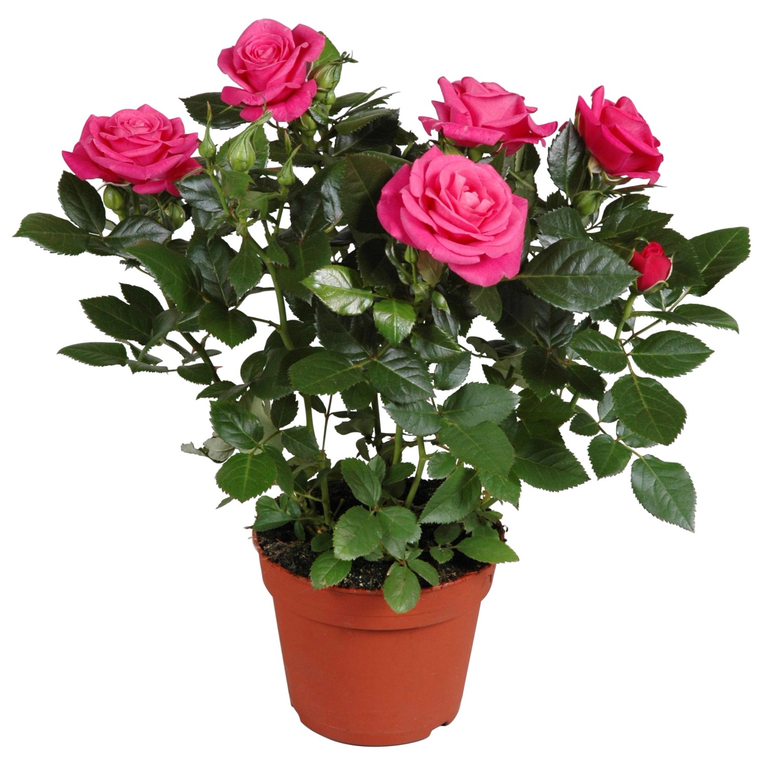 Rosa "Parade" Rosa scuro vaso Ø ca. 10,5 cm acquista da OBI