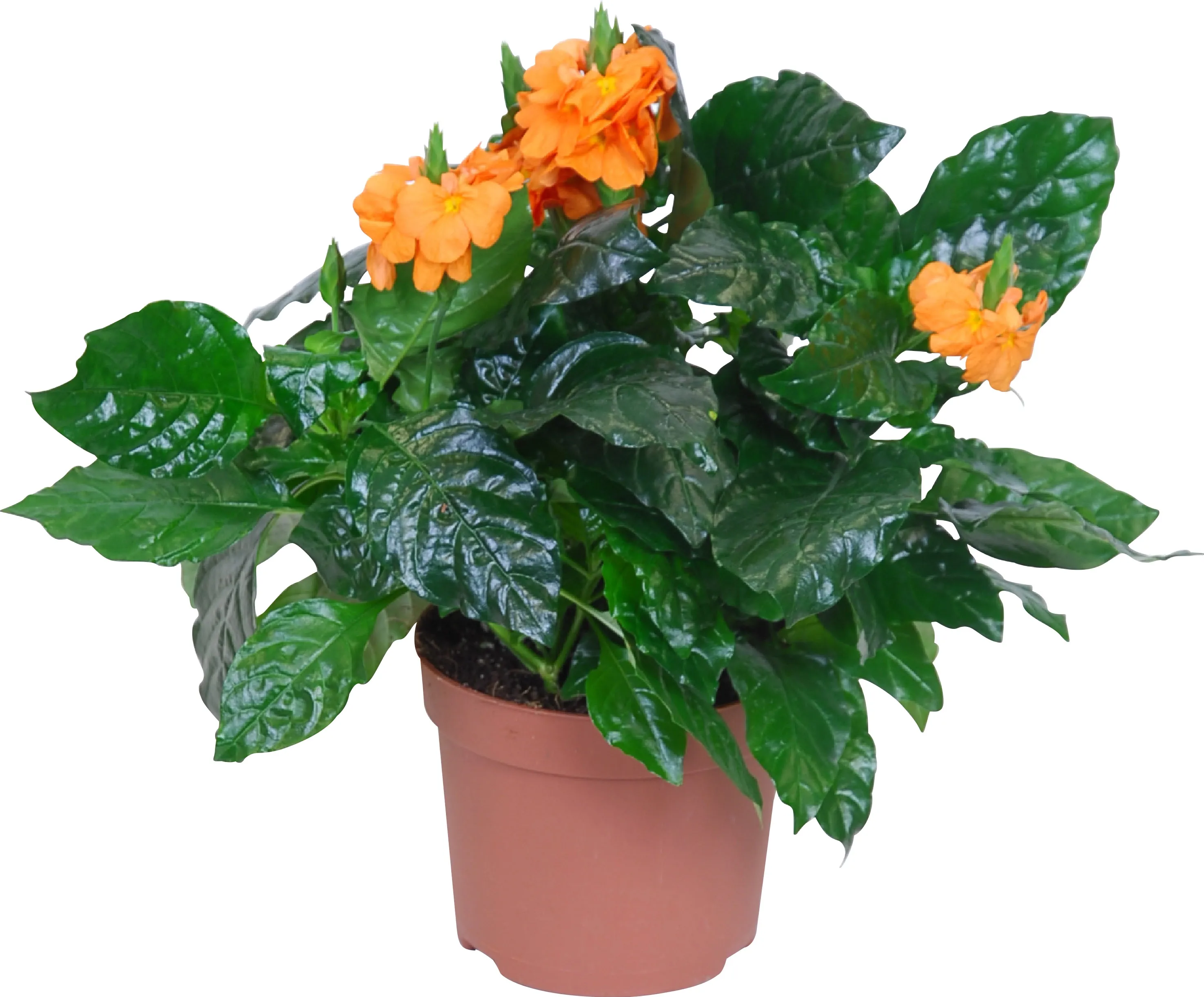 Crossandra Mona Wallhead arancione vaso Ø 9 cm | OBI