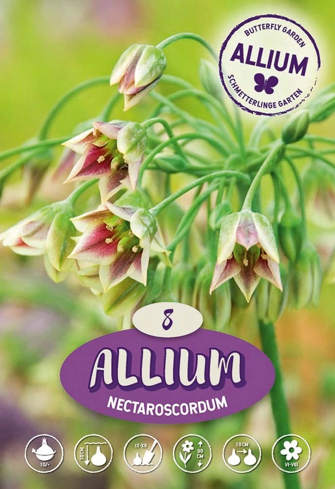 Allium Nectaroscordum Bulgaricum | OBI