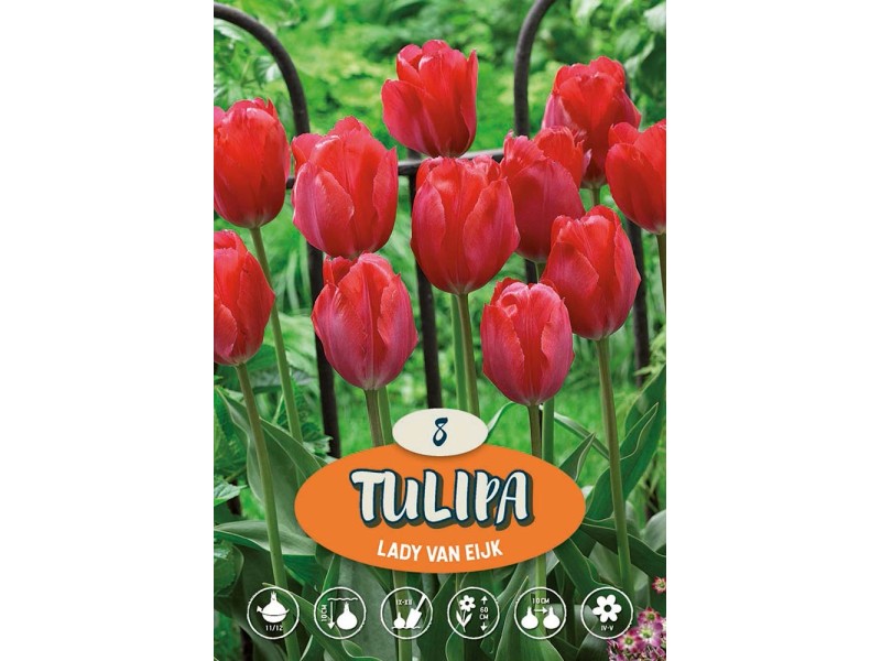 Tulipano Lady van Eijk acquista da OBI