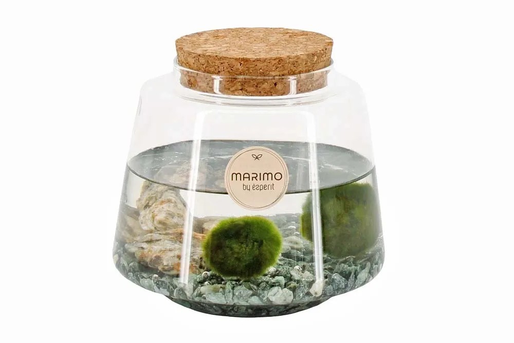 Composiz. Marimo vaso 13 cm acquista da OBI