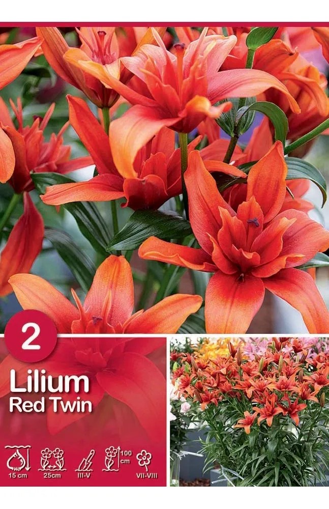 Lilium "Red Twin" | OBI