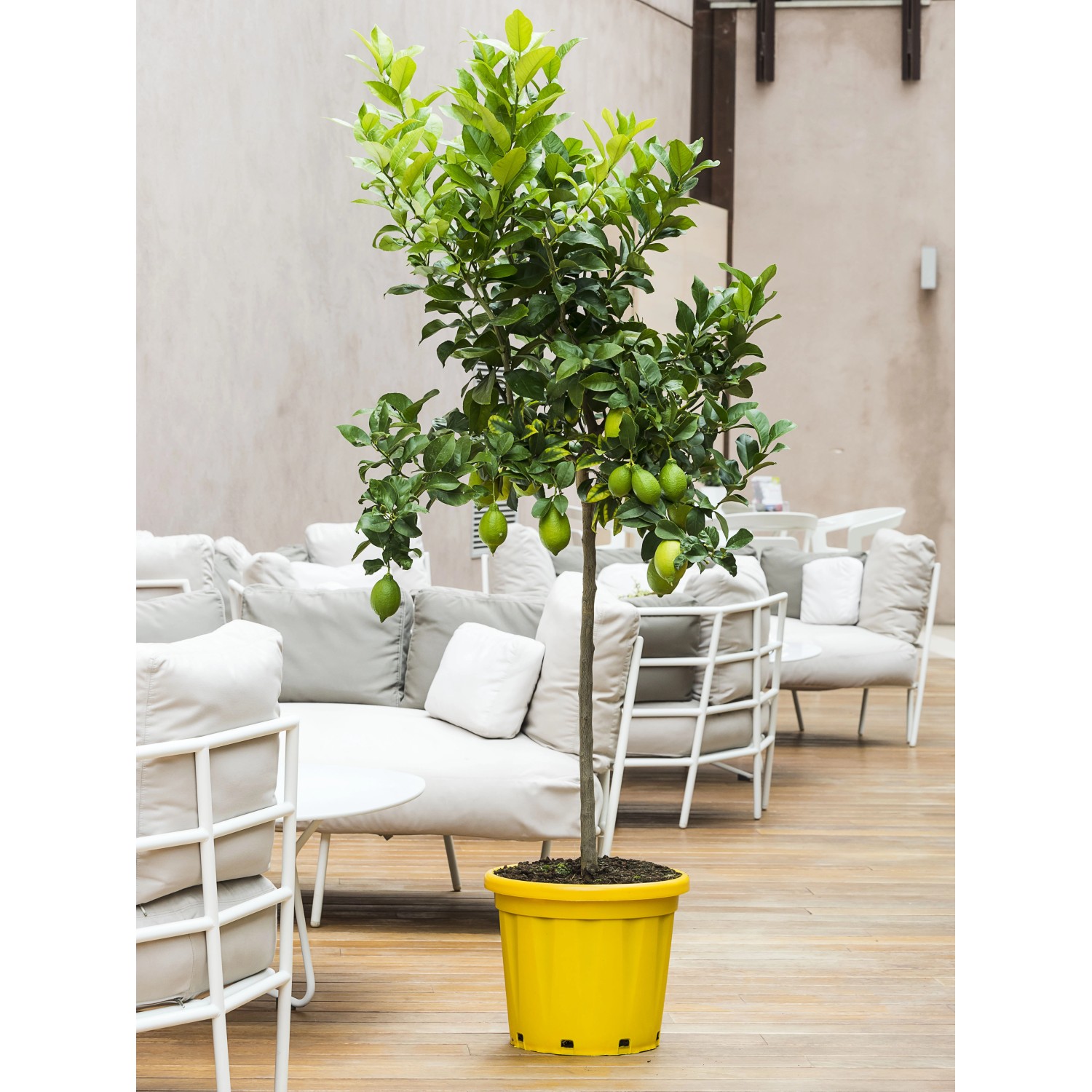 Albero da frutto Citrus Limon Limone acquista da OBI
