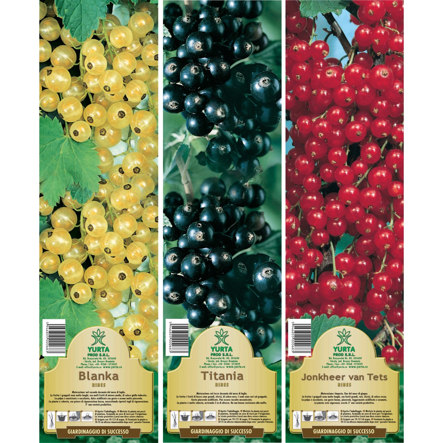 Arbusto da frutto ribes in pack acquista da OBI