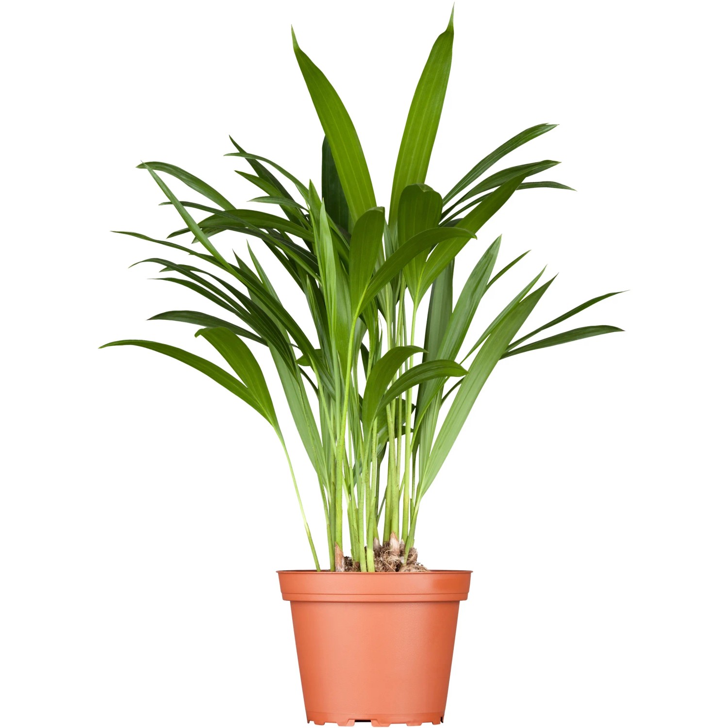 Palma areca Dypsis lutescens vaso Ø 17 cm H60/80 cm acquista da OBI
