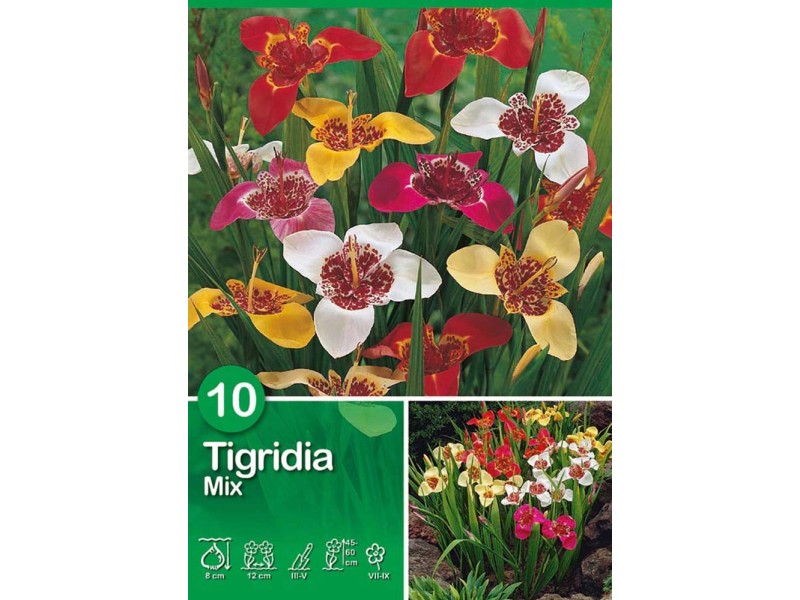 Tigridia "Mix" | OBI