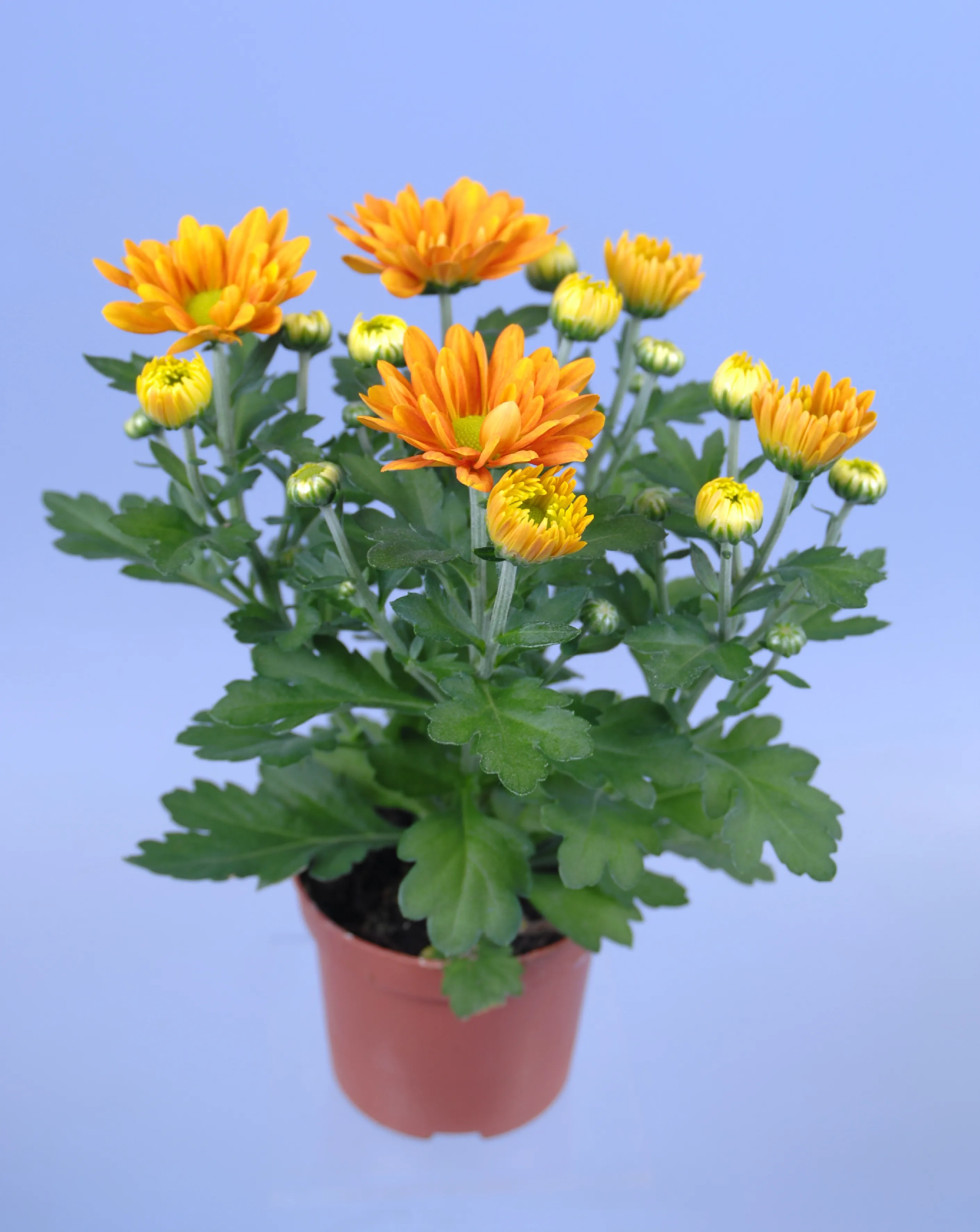 Crisantemo 1 stelo mix di colori vaso Ø 9 cm Chrysanthemum | OBI