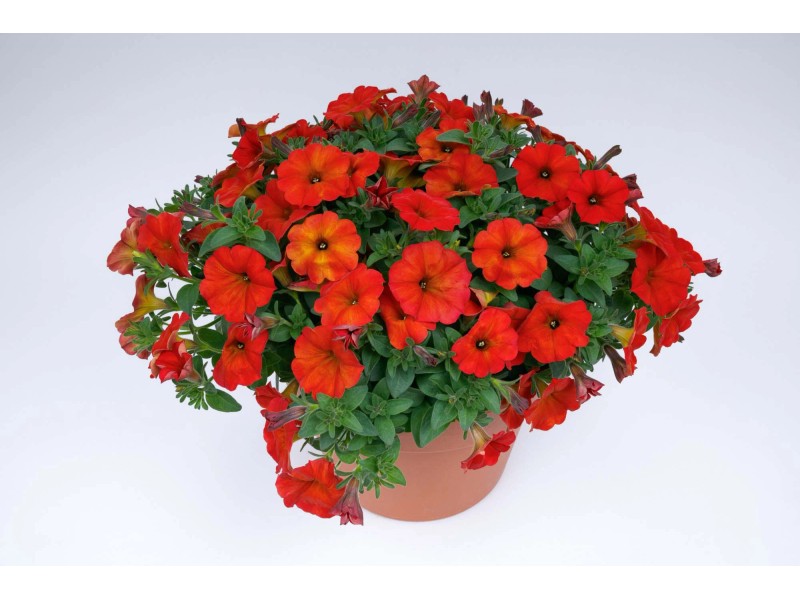 Petchoa beautiCal Red Maple vaso Ø 12 cm acquista da OBI