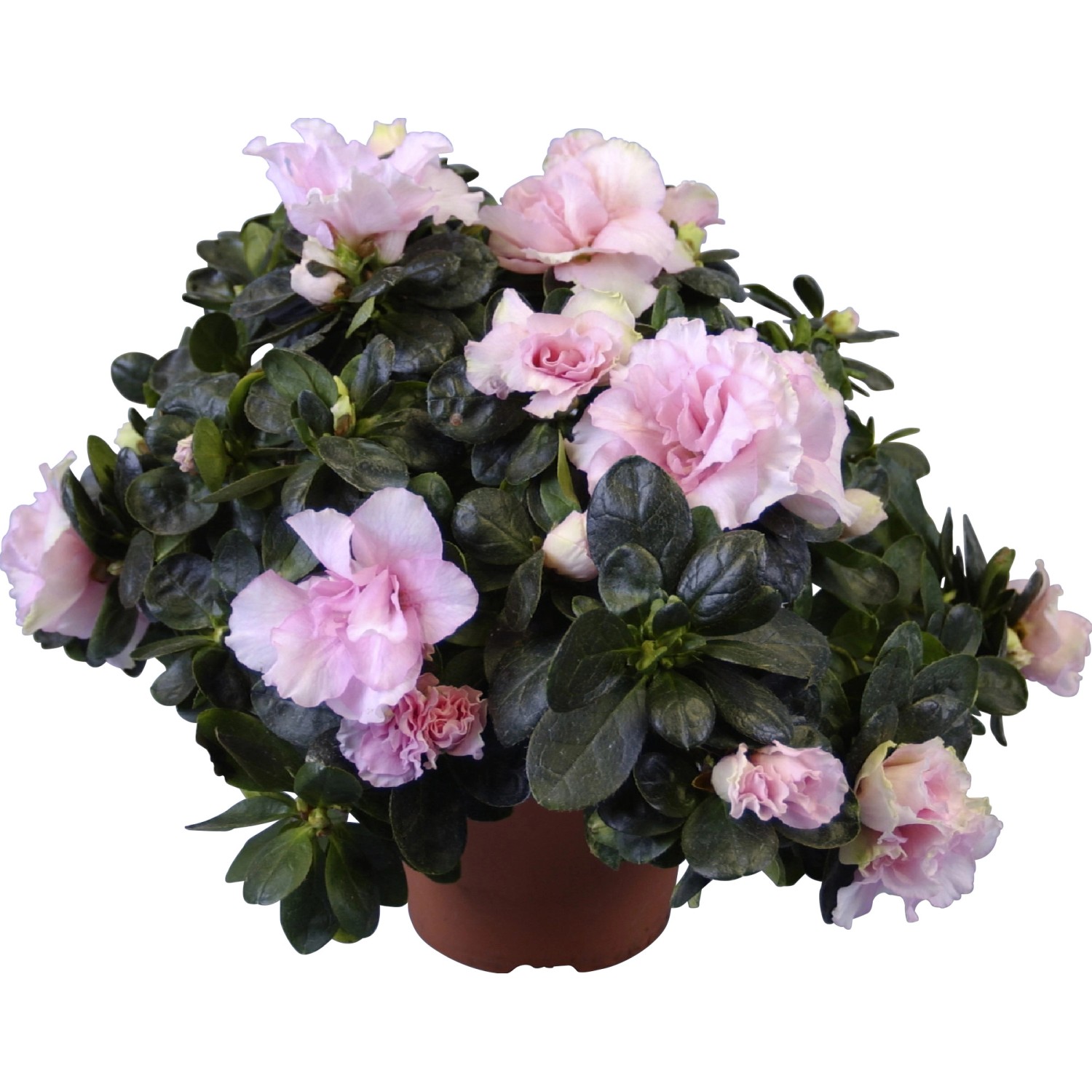 Azalee Rhododendron mix vaso Ø 12 cm | OBI