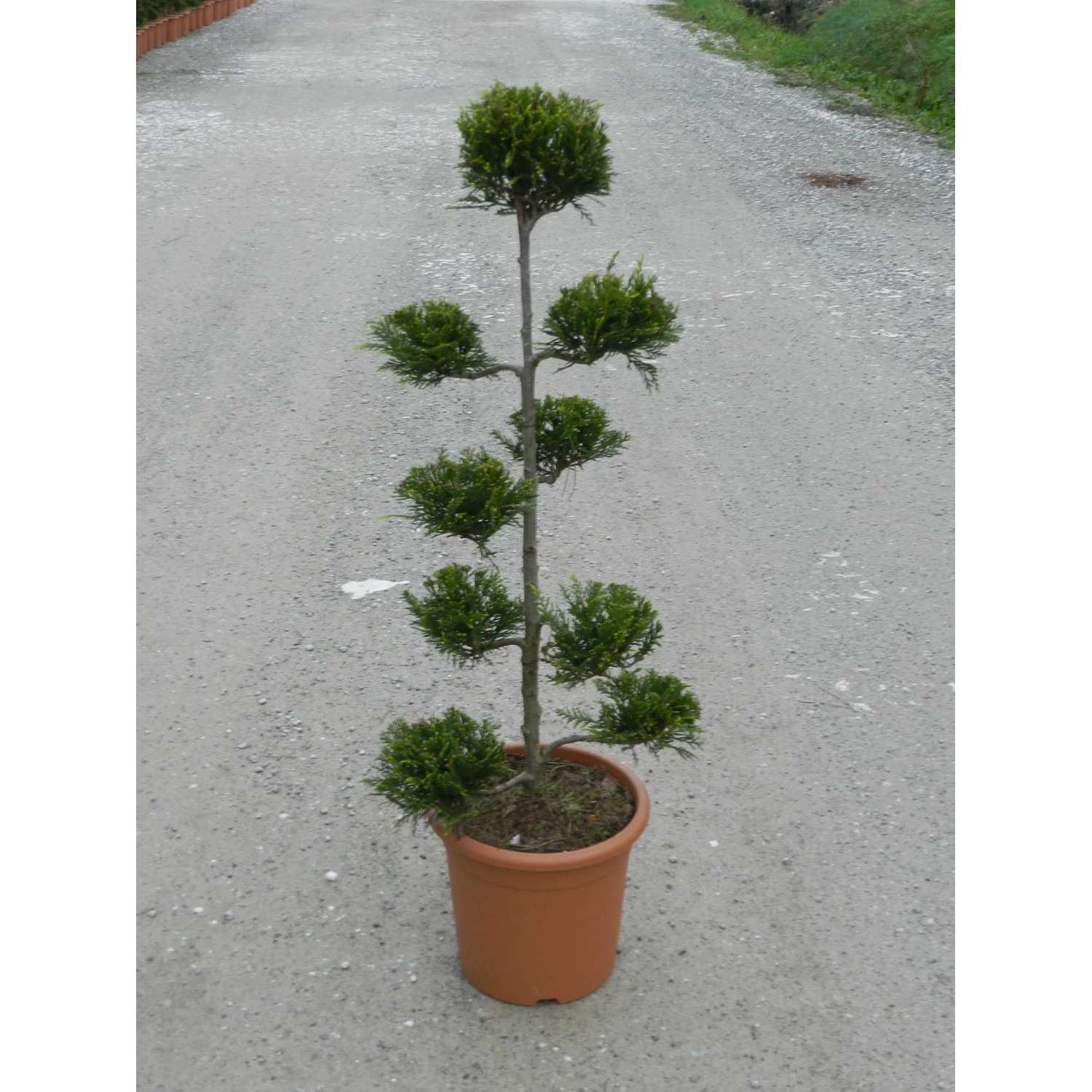 Cipresso gigante "Castlewelland Gold" altezza ca. 80 cm Vaso ca. 9 l ...