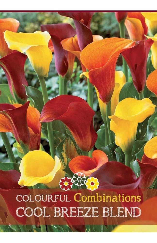 Calla "Cool Breeze Blend" acquista da OBI