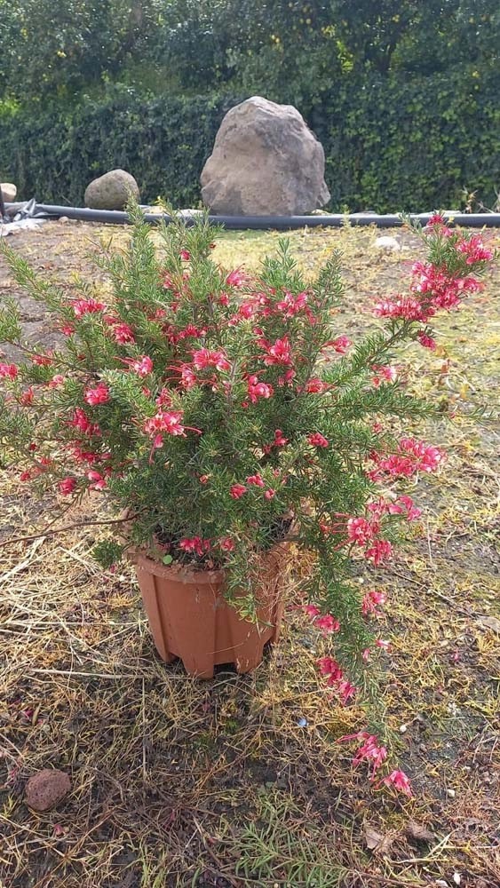 Grevillea `Clearview David` acquista da OBI