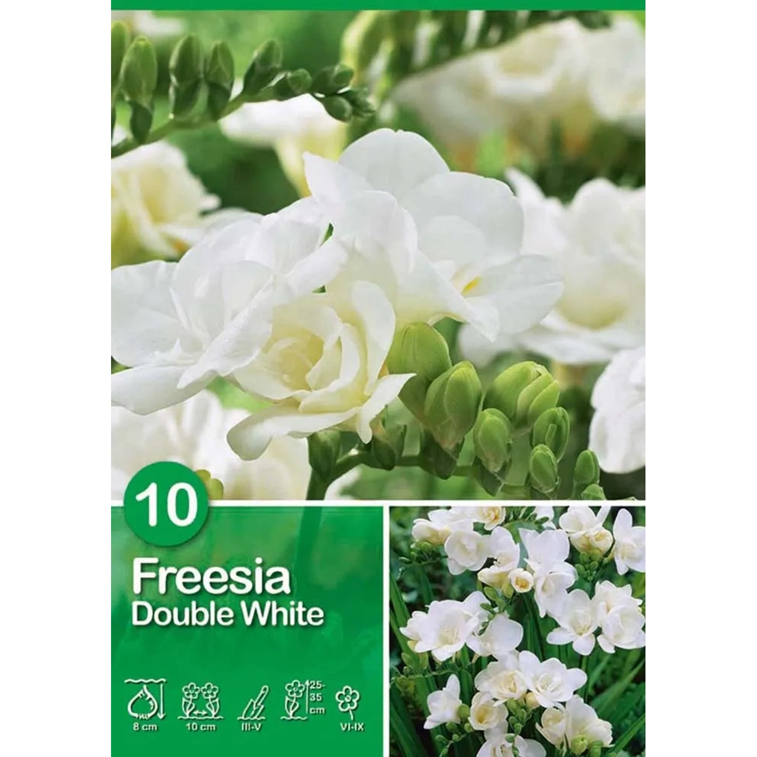 Fresia "Double White" acquista da OBI