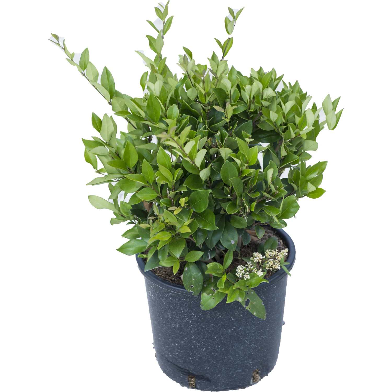 Ligustro texano cespuglio h 30/40 cm acquista da OBI