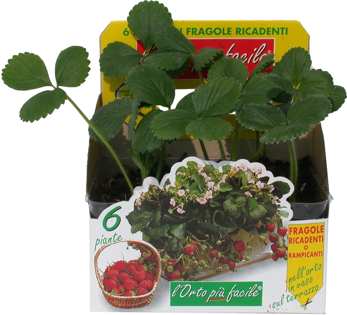 Fragole rampicanti in confezione 6 pz acquista da OBI