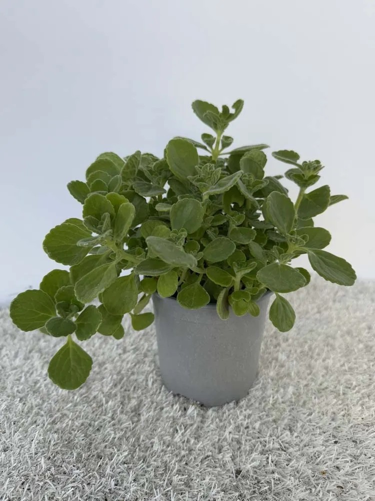 Origano cubano vaso Ø 14 cm acquista da OBI