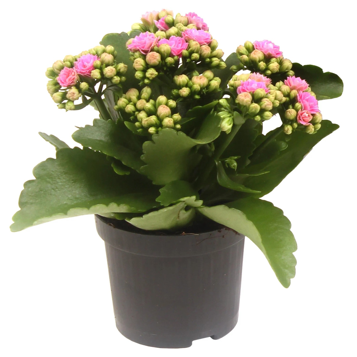 Kalanchoe Rosalina rosa Ø 9 cm acquista da OBI