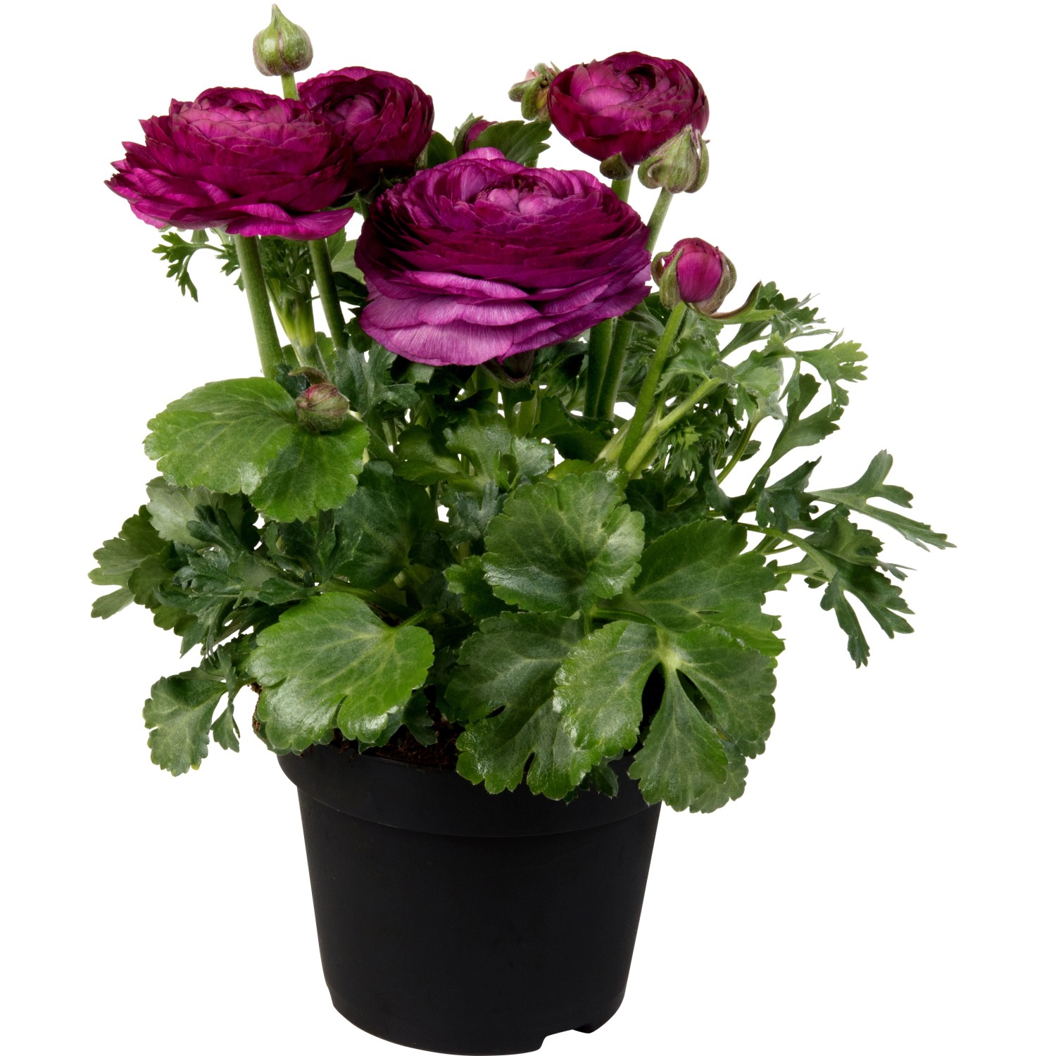 Ranunculus asiaticus viola da esterno con vaso Ø 12 cm H 20-30 cm ...