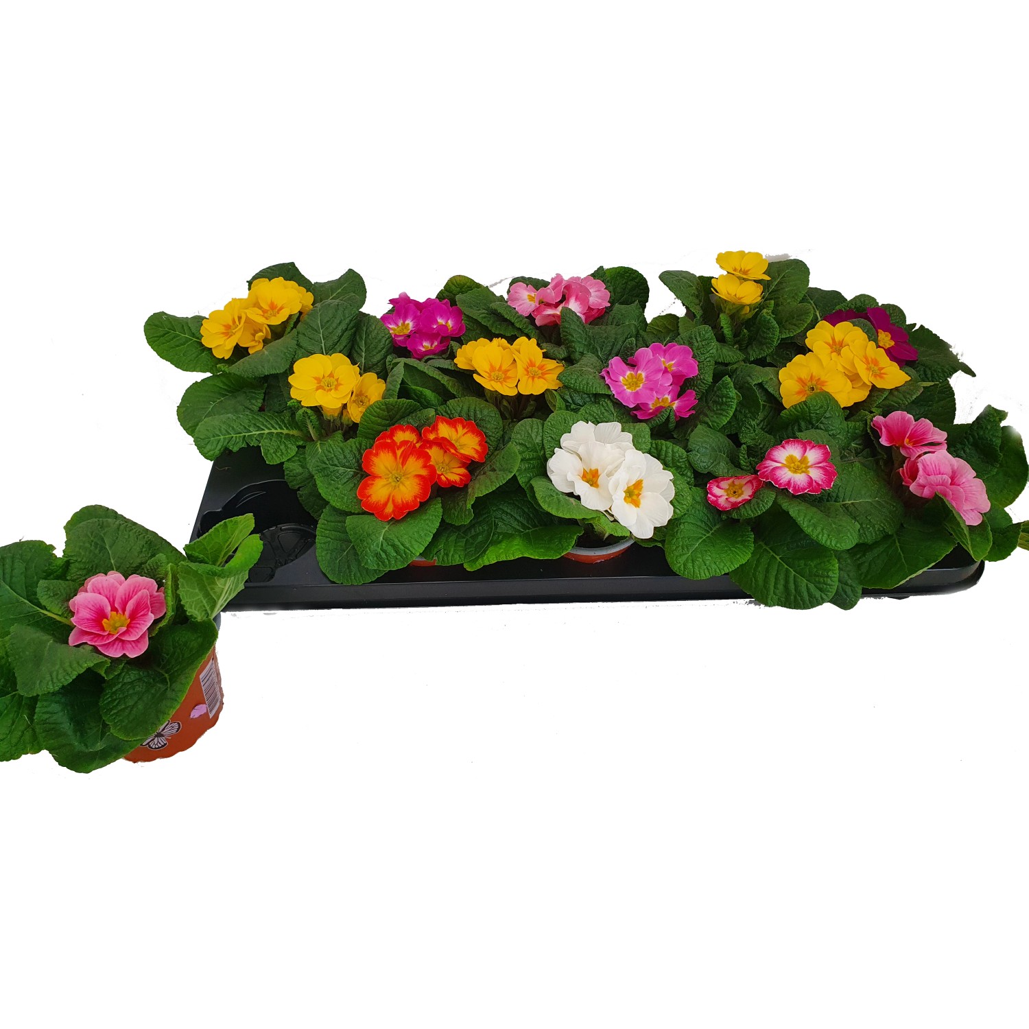 Primula Aucalis vaso Ø 9 cm acquista da OBI