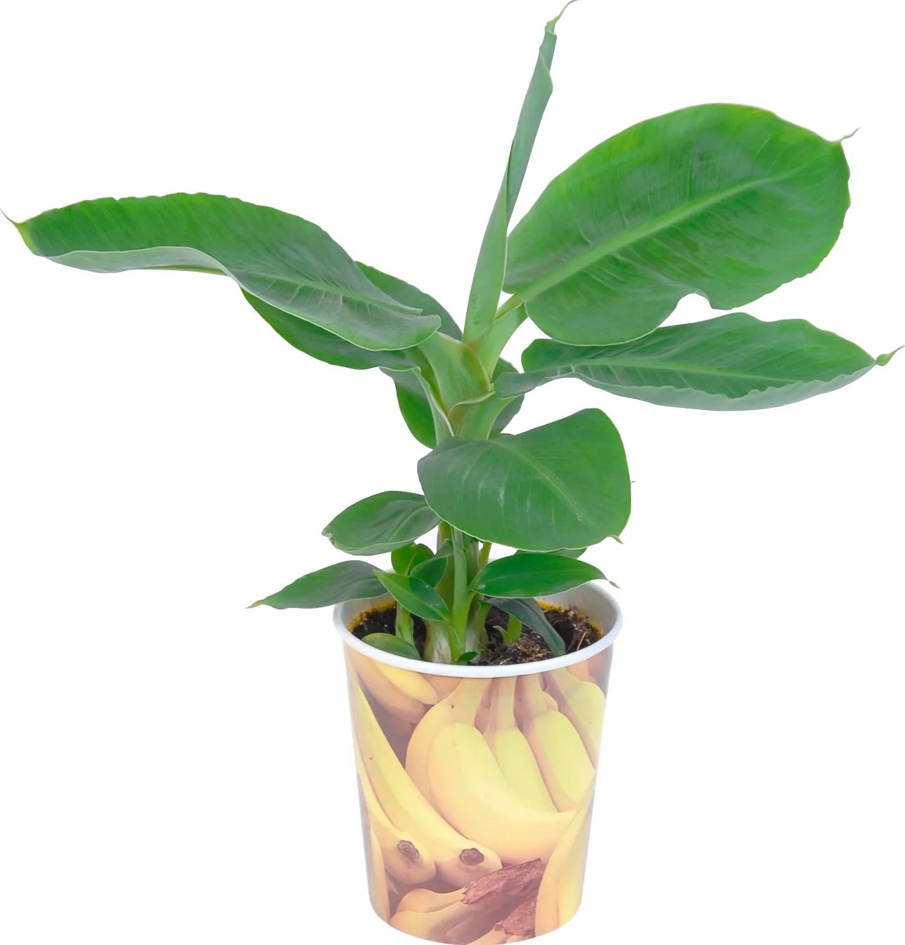 Musa Tropicana vaso Ø 12 cm | OBI