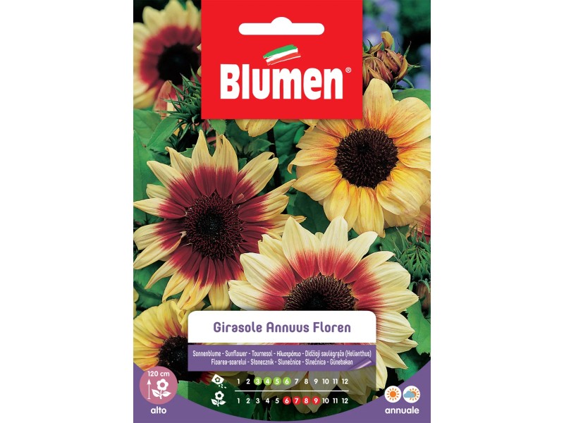 Blumen girasole Annuus florens acquista da OBI