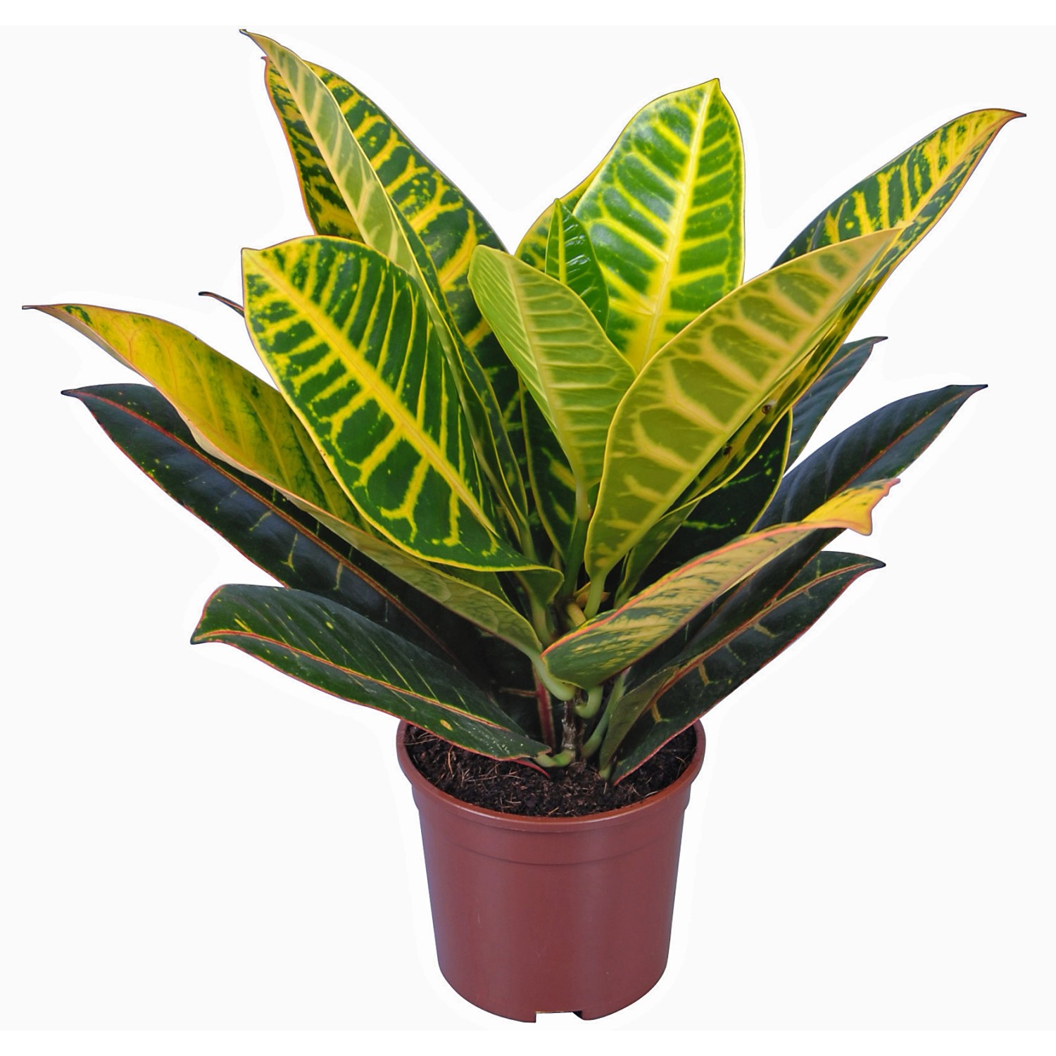Croton variegato Ø 13 cm acquista da OBI