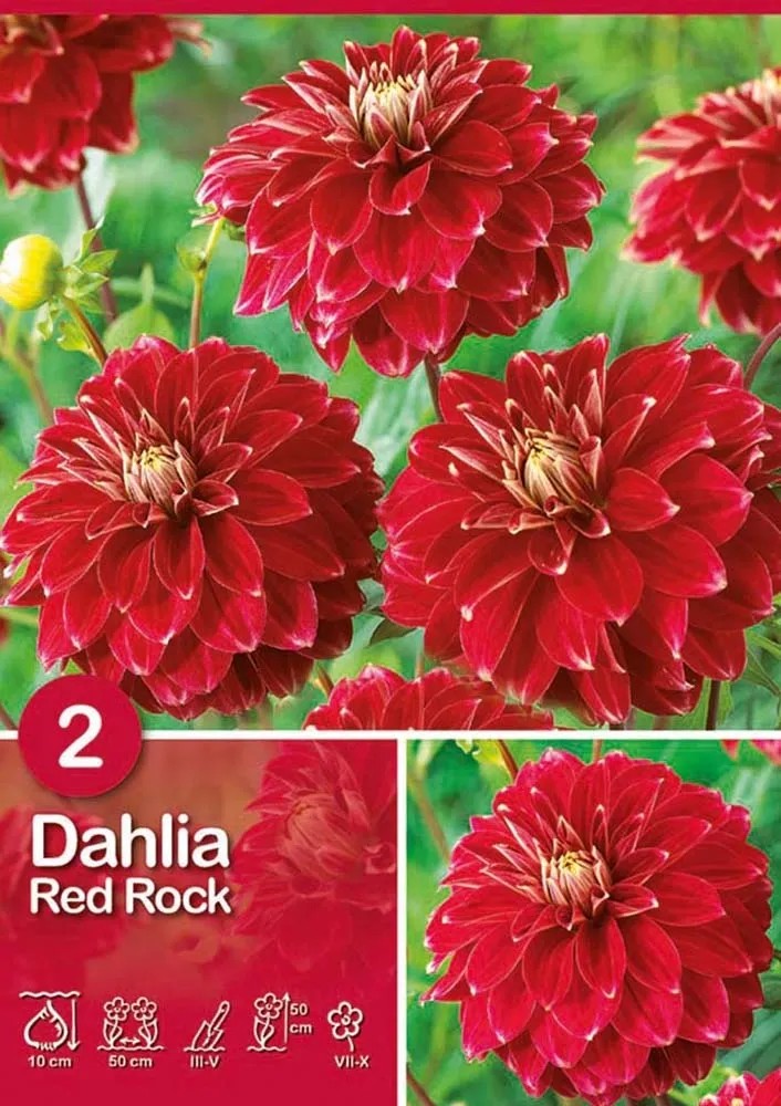 Dalia "Red Rock" acquista da OBI