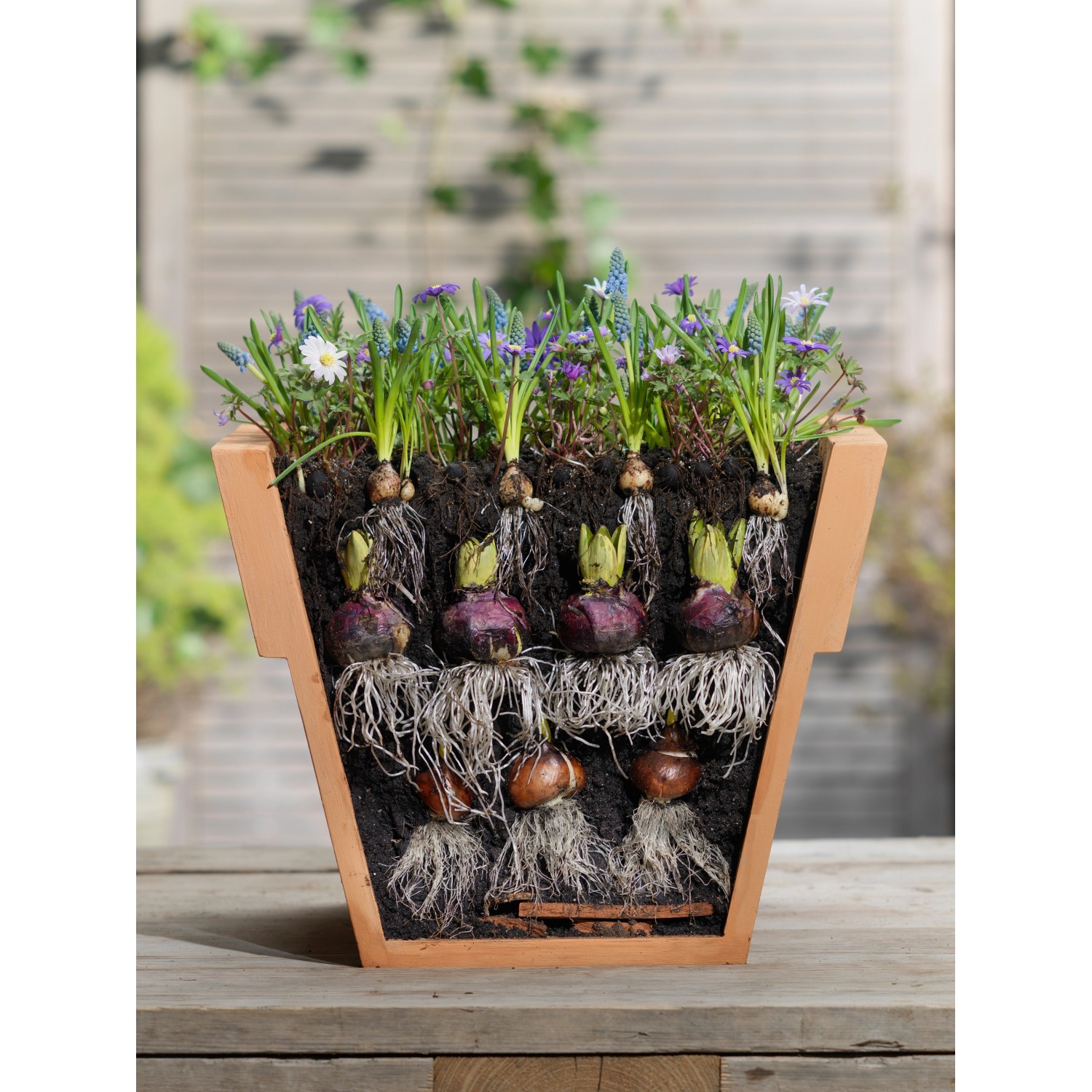 Bulbi piante a fioritura primaverile mix blu 15 pz acquista da OBI