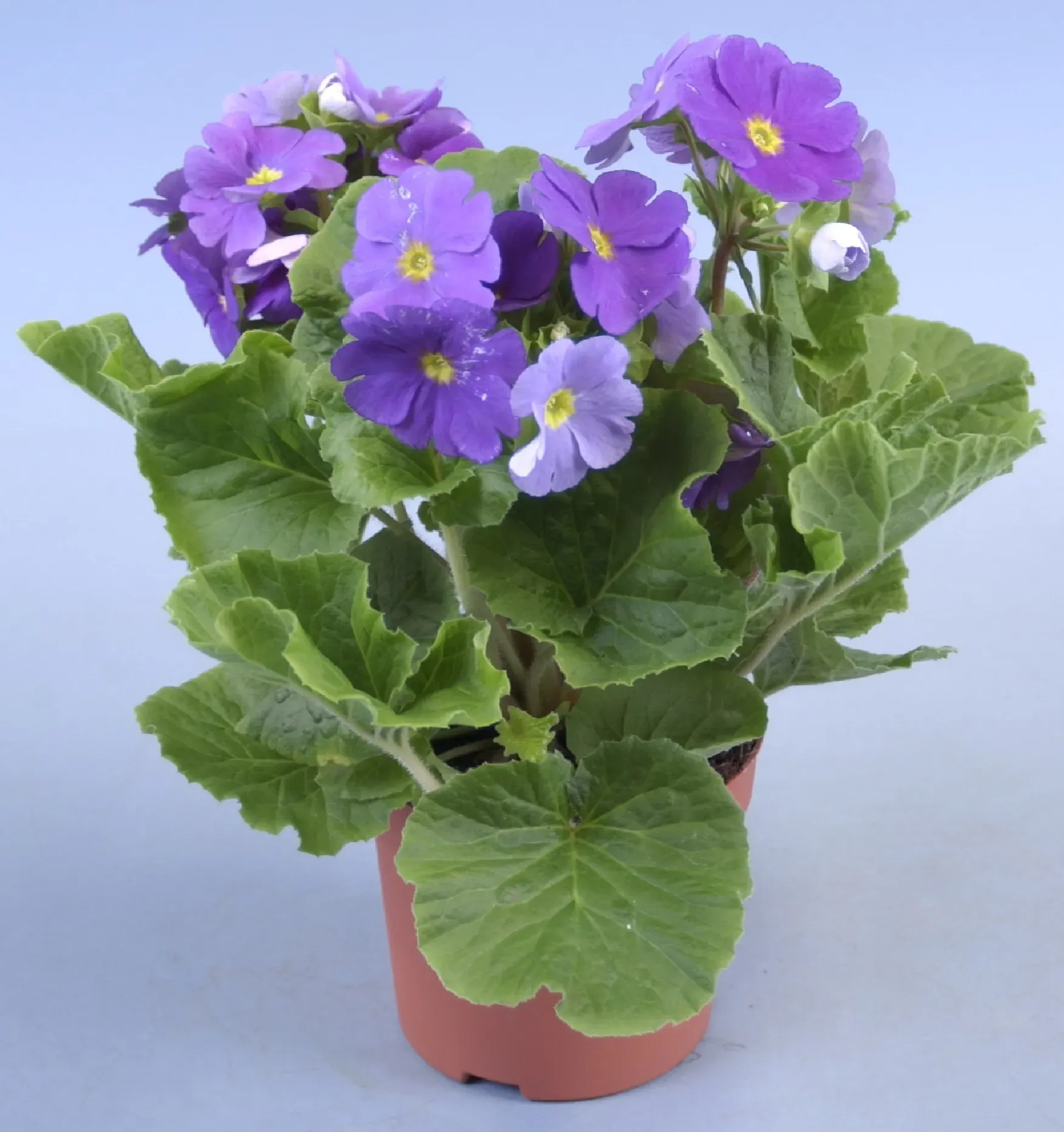 Mix di primule opconiche Touch me vaso Ø 9 cm | OBI