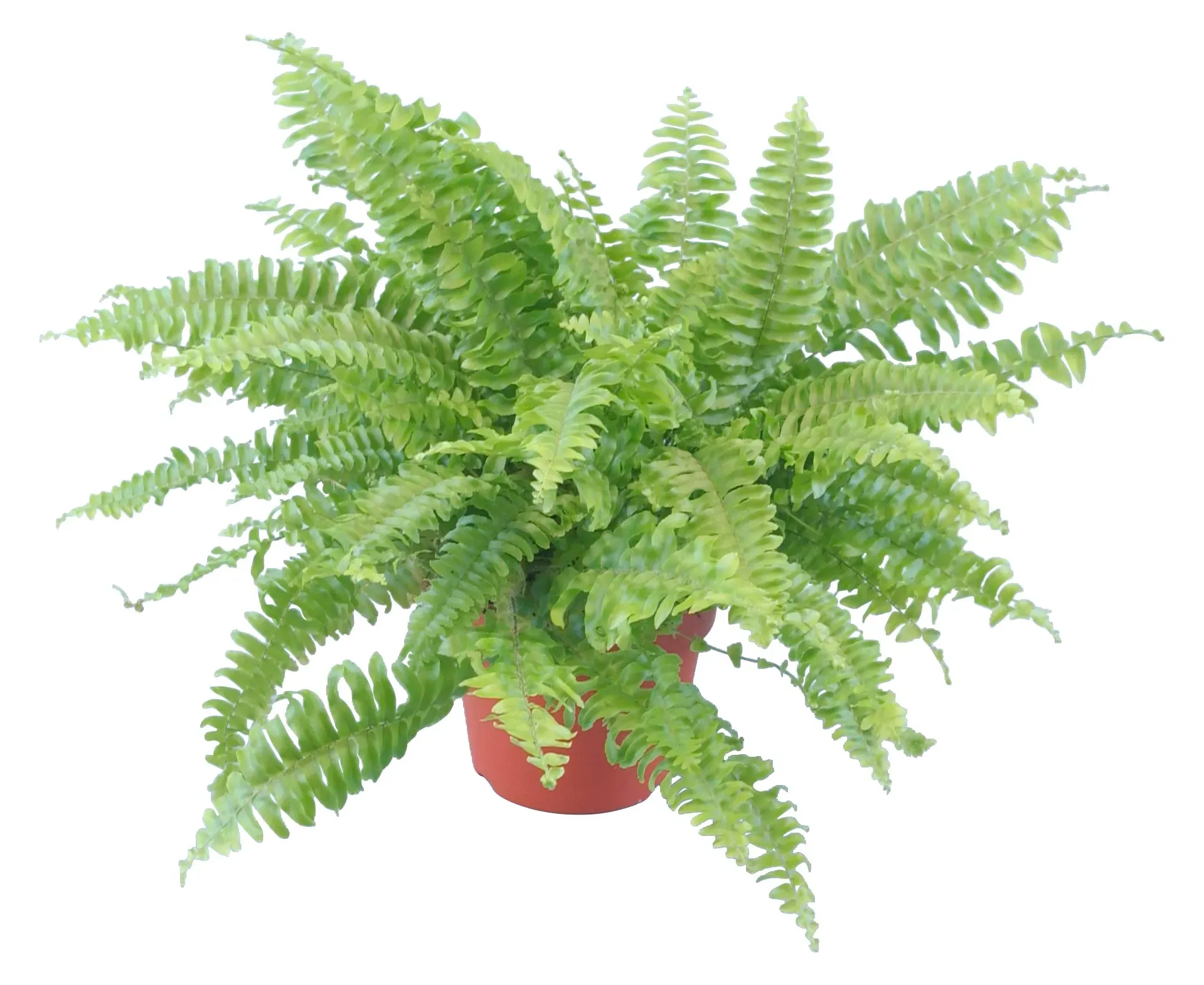 Felce di Boston Nephrolepis exaltata vaso Ø 12 cm | OBI