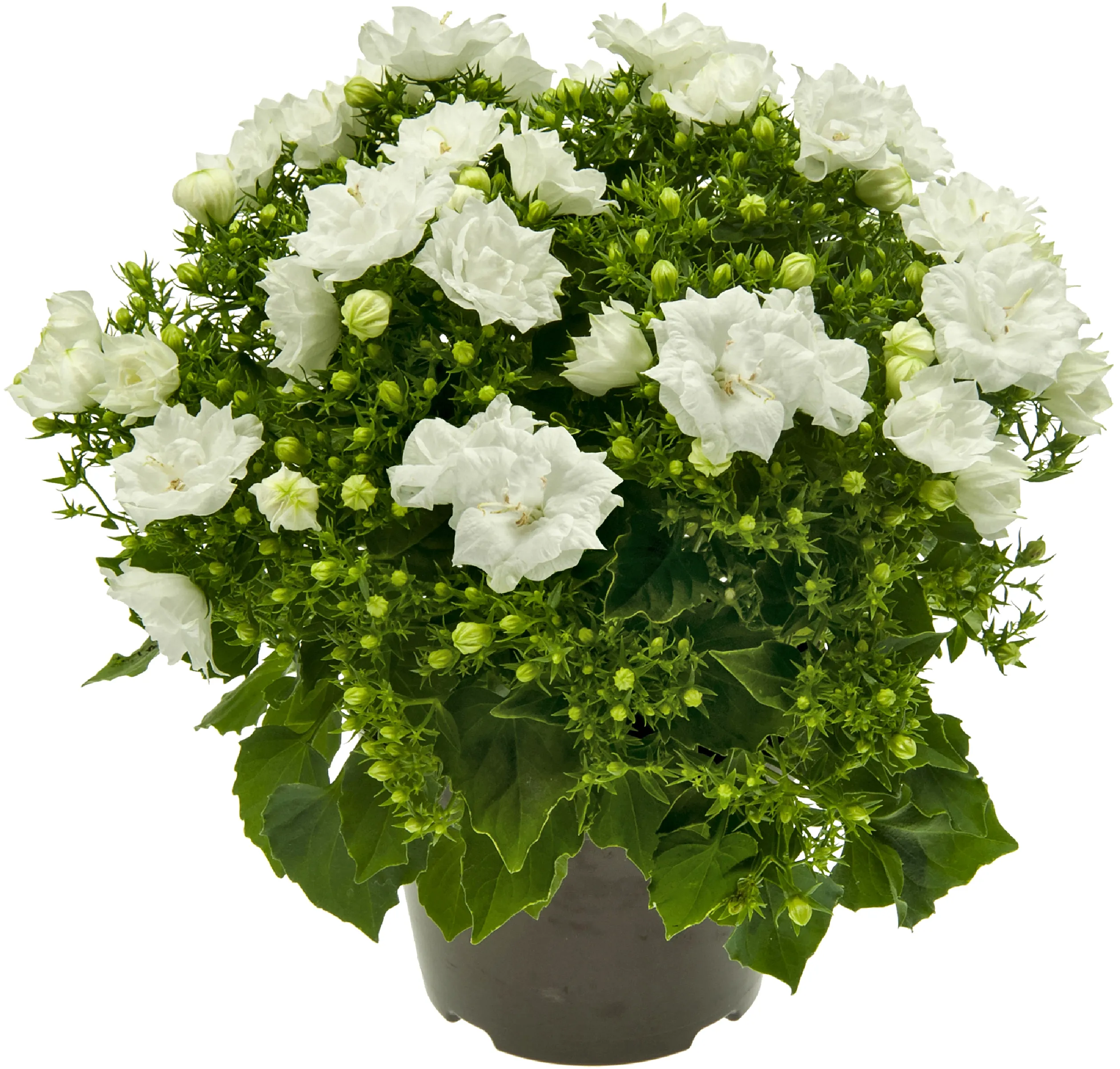 Campanula White Like Mee bianco in vaso Ø 10,5 cm | OBI