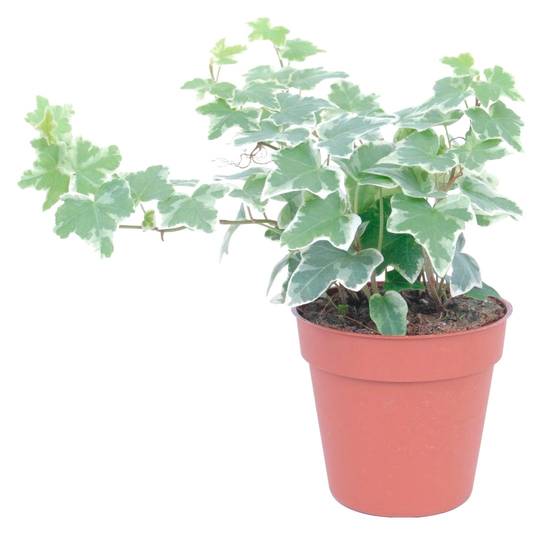 Edera in vaso Ø ca. 13 cm bianco-colorato | OBI