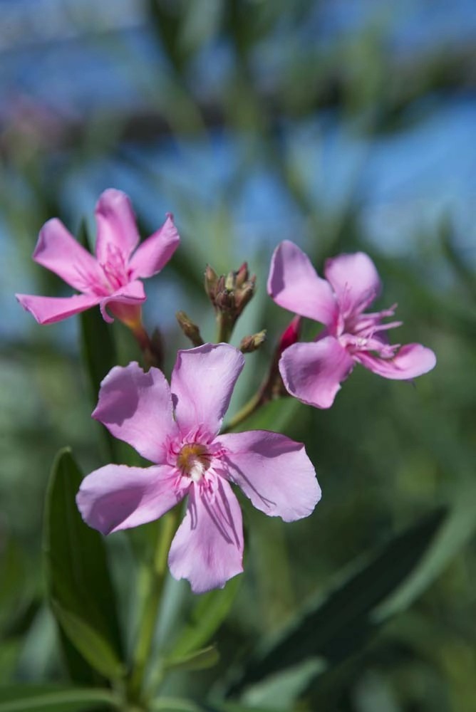 Oleandro Nerium Oleander Ø vaso 30 cm H 400 acquista da OBI