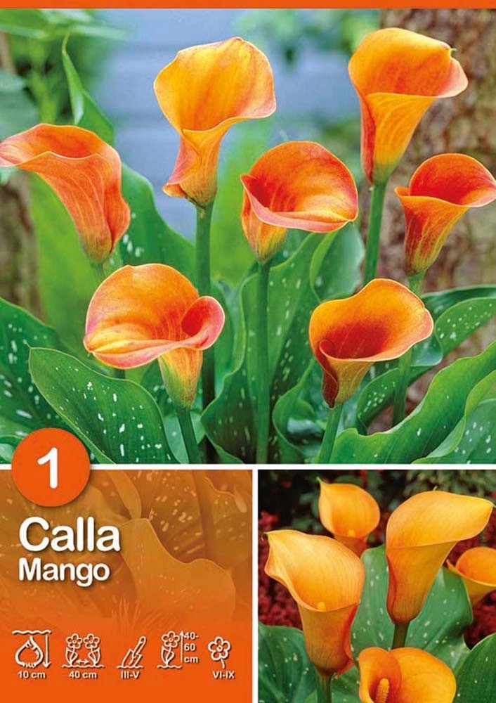 Calla "Mango" acquista da OBI