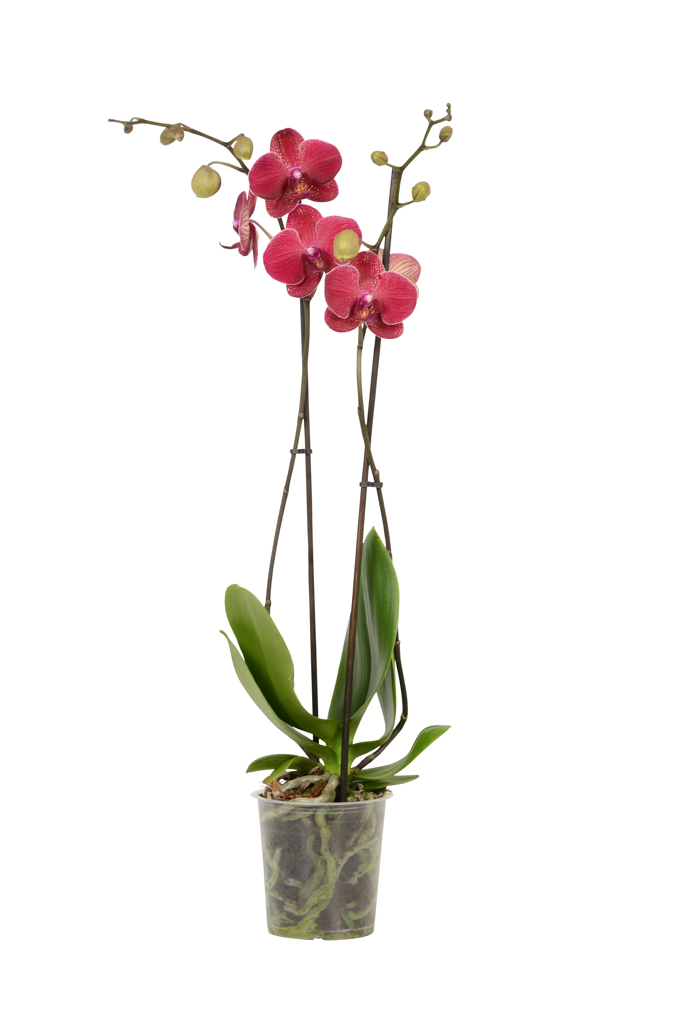 Orchidea Phalaenopsis 2 steli lilla vaso Ø 12 cm | OBI
