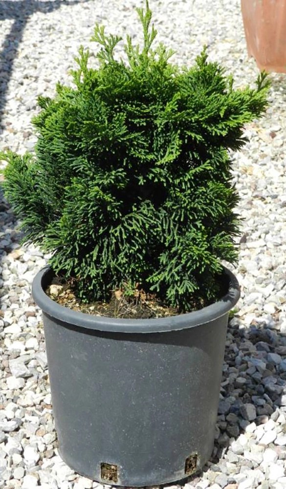 Cipresso giapponese Nana Gracilis acquista da OBI