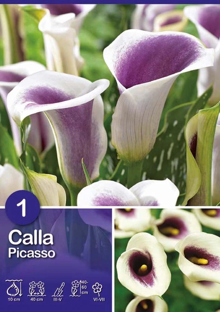 Calla "Picasso" acquista da OBI