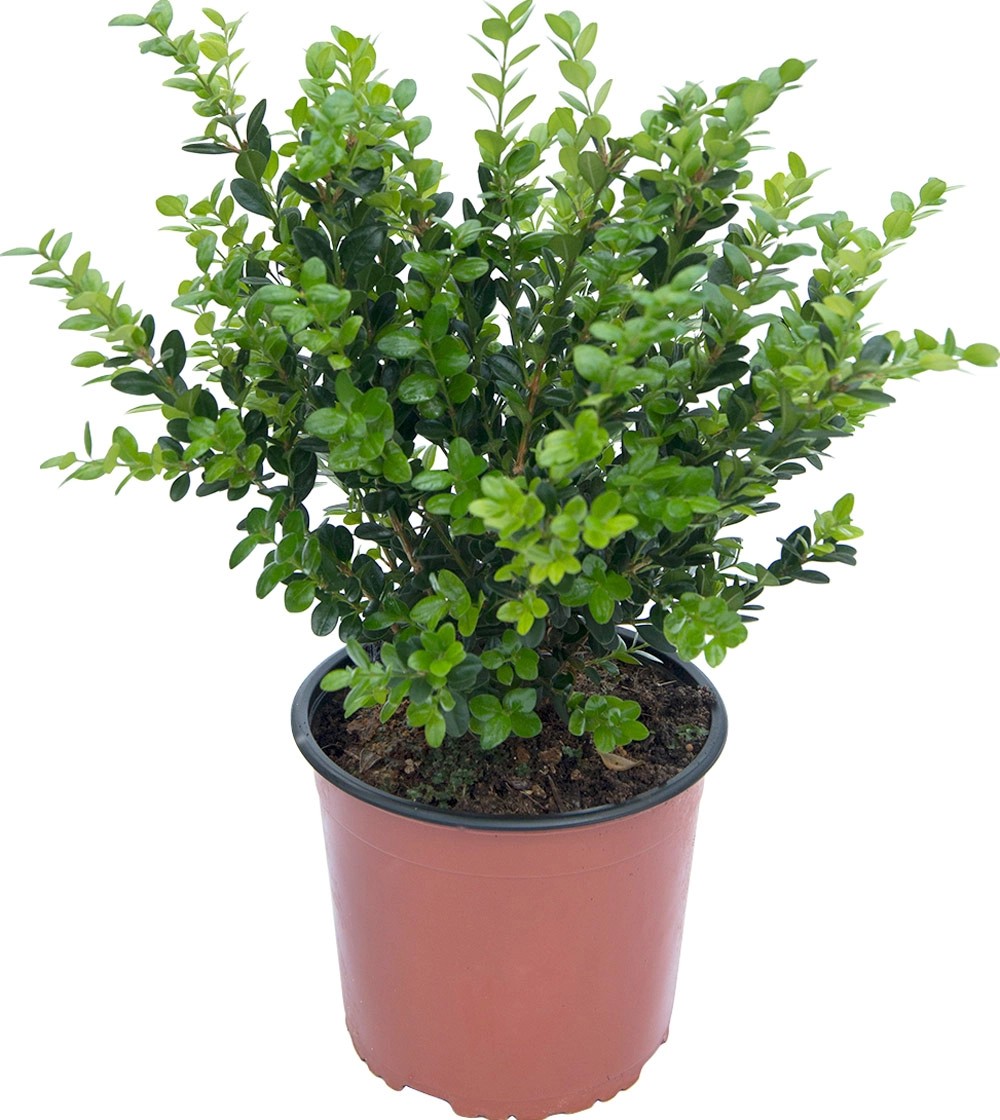 Bosso 40/60 cm acquista da OBI