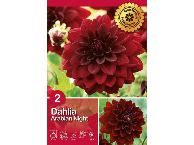 Dalia "Arabian Night" acquista da OBI