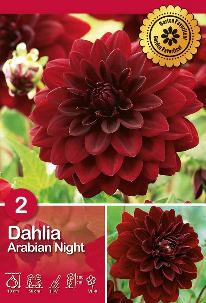 Dalia "Arabian Night" acquista da OBI