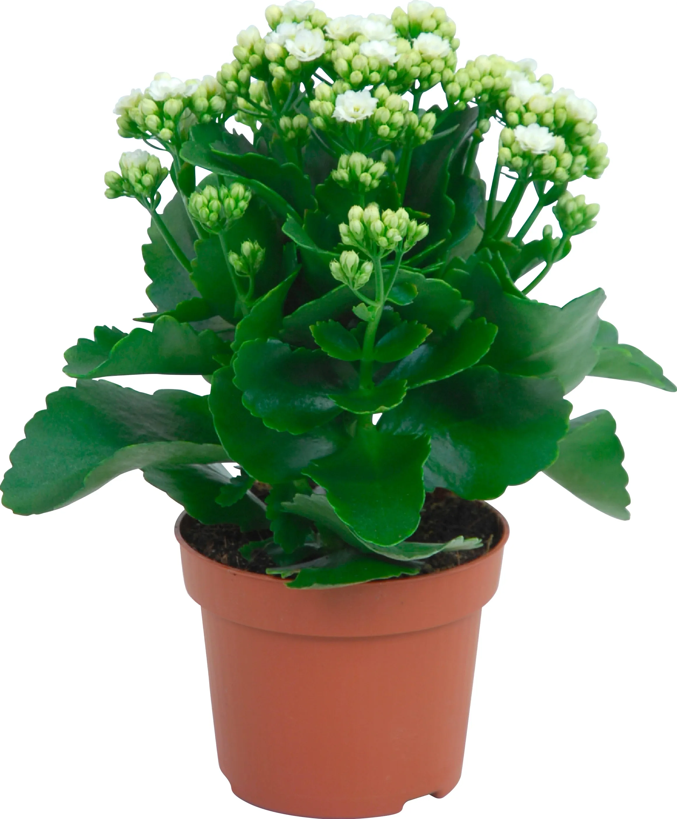 Calancola bianca Ø 12 cm | OBI