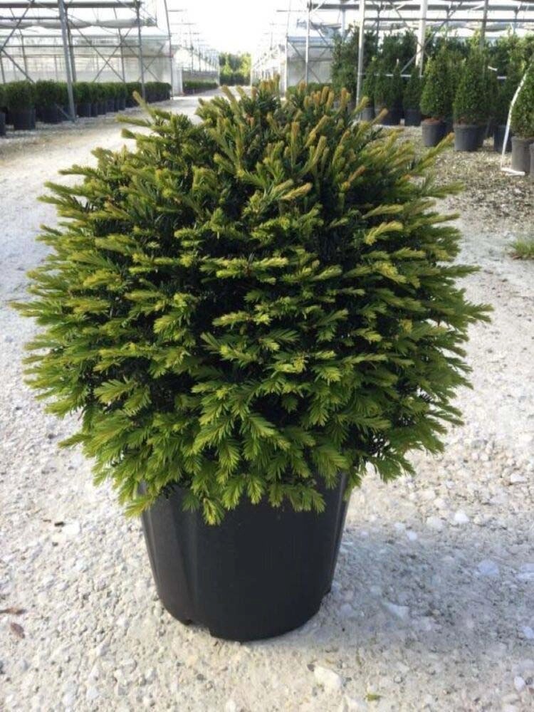 Tasso - Taxus baccata | OBI