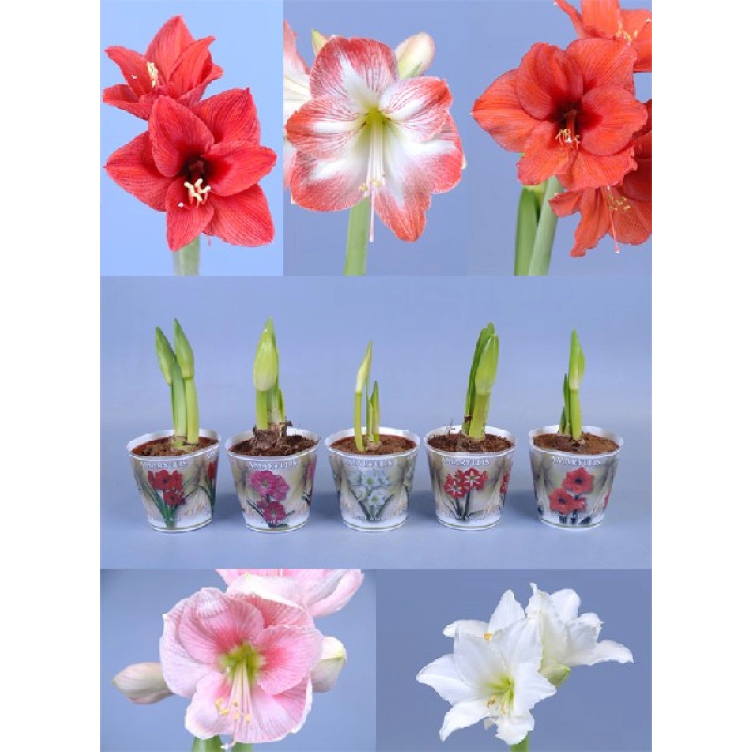 Amaryllis 2 rami con coprivaso Ø 13 cm | OBI