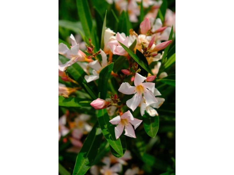 Nerium oleander - Oleandro acquista da OBI