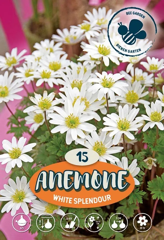 Anemone White Splendour acquista da OBI