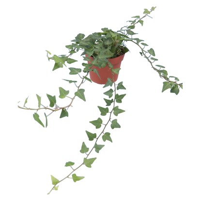 Edera in vaso Ø ca. 13 cm verde acquista da OBI