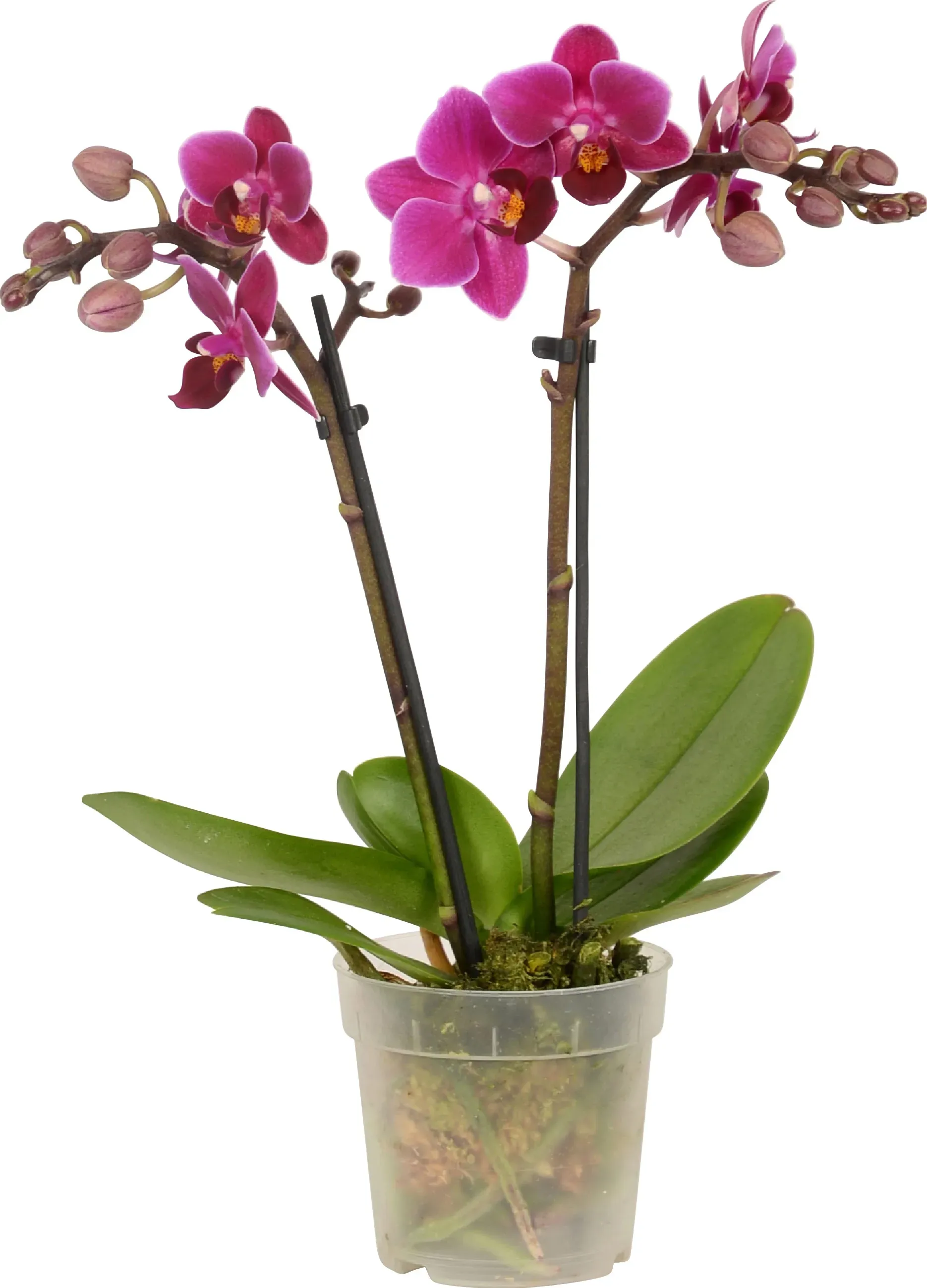 Orchidea Phalaenopsis mini 2 steli vaso Ø 7 cm | OBI