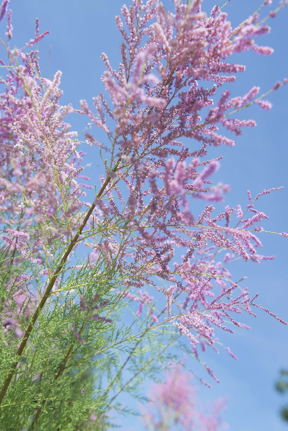 Tamerice Gallica acquista da OBI